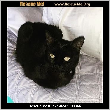 - Tennessee Cat Rescue - ADOPTIONS - Rescue Me!