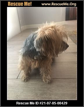 - Arizona Yorkie Rescue - ADOPTIONS - Rescue Me!