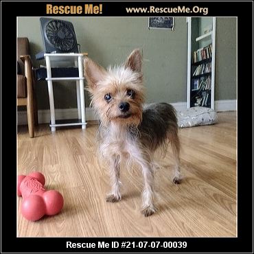 - California Yorkie Rescue - ADOPTIONS - Rescue Me!