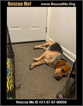 - Tennessee Dog Rescue - ADOPTIONS - Rescue Me!