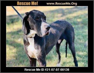 - Texas Great Dane Rescue - ADOPTIONS - Rescue Me!