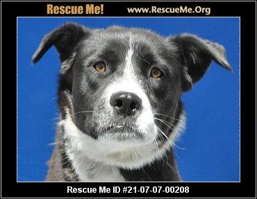 - Colorado Border Collie Rescue - ADOPTIONS - Rescue Me!