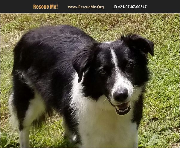 ADOPT 21070700347 ~ Border Collie Rescue ~ Ocala, FL