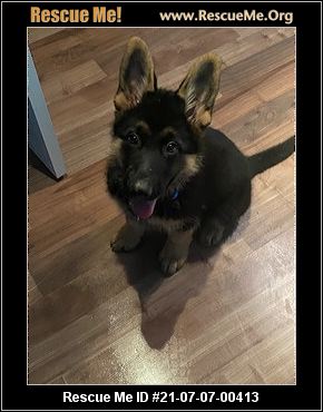 - Maryland German Shepherd Rescue - ADOPTIONS - Rescue Me!