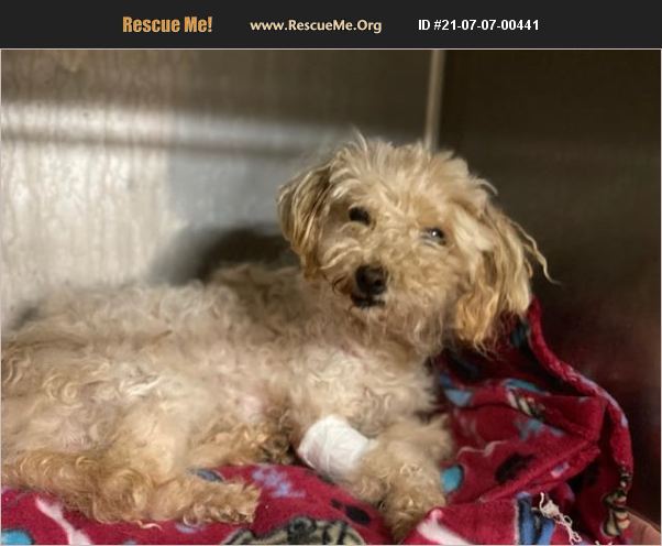 ADOPT 21070700441 ~ Poodle Rescue ~ Moreno Valley, CA