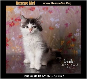 - Arizona Cat Rescue - ADOPTIONS - Rescue Me!