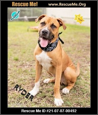 - Texas Boxer Rescue - ADOPTIONS - Rescue Me!