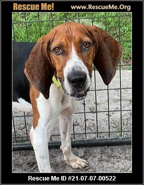 - FLORIDA POINTER RESCUE - New Smyrna Beach, FL - AVAILABLE PETS