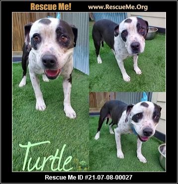 - Texas Pit Bull Rescue - ADOPTIONS - Rescue Me!