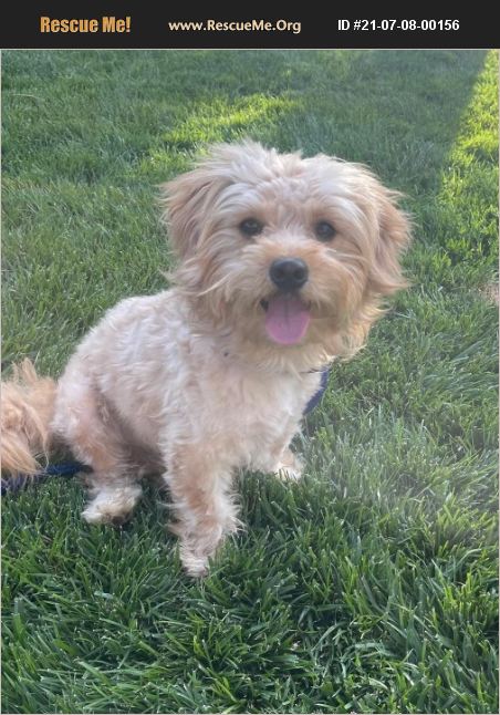 ADOPT 21070800156 ~ Cockapoo Rescue ~ Tustin, CA