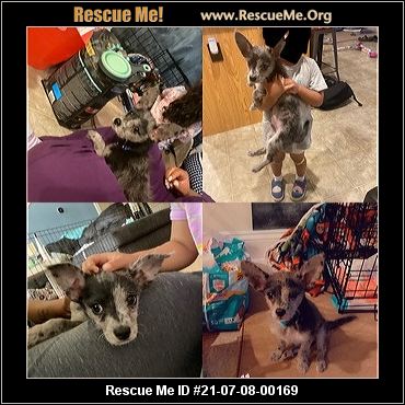- Maryland Poodle Rescue - ADOPTIONS - Rescue Me!