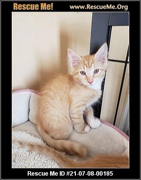 - Florida Cat Rescue - ADOPTIONS - Rescue Me!