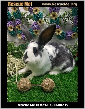 - Illinois Rabbit Rescue - ADOPTIONS - Rescue Me!