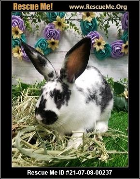- Illinois Rabbit Rescue - ADOPTIONS - Rescue Me!