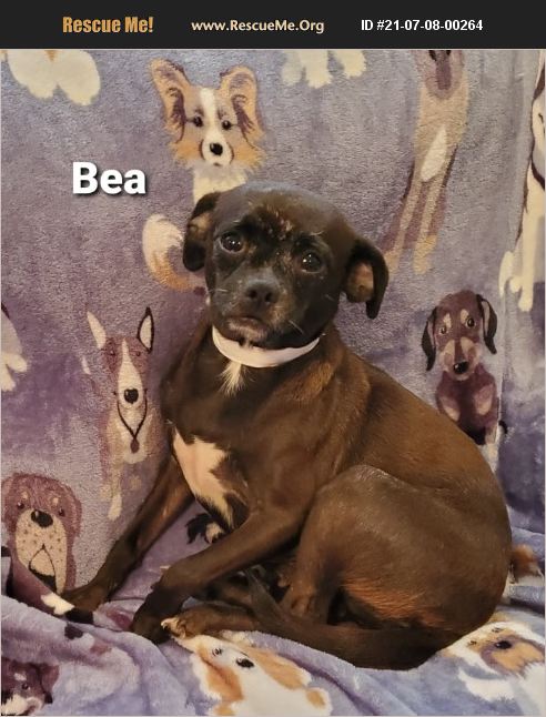 ADOPT 21070800264 ~ Pug Rescue ~ Dothan, AL