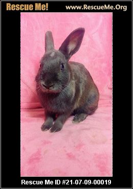 - California Rabbit Rescue - ADOPTIONS - Rescue Me!
