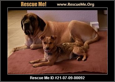 - California Mastiff Rescue - ADOPTIONS - Rescue Me!