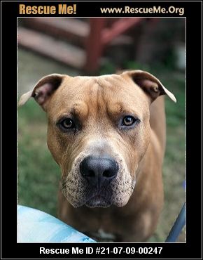 - North Carolina Pit Bull Rescue - ADOPTIONS - Rescue Me!
