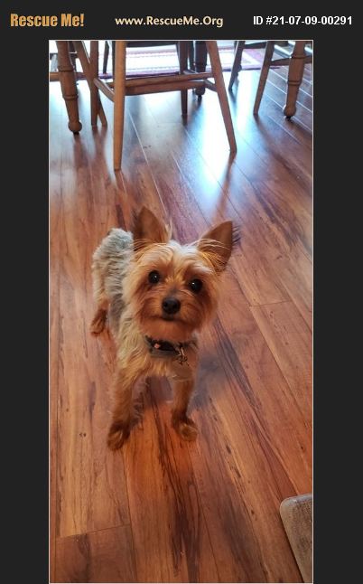 ADOPT 21070900291 ~ Yorkie Rescue ~ Martinsburg, WV
