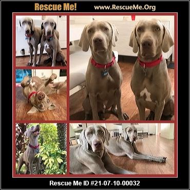 - Florida Weimaraner Rescue - ADOPTIONS - Rescue Me!