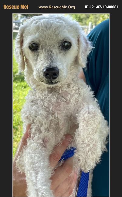 ADOPT 21071000081 ~ Poodle Rescue ~ Fort Myers Beach, FL