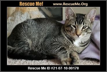 - Washington Cat Rescue - ADOPTIONS - Rescue Me!