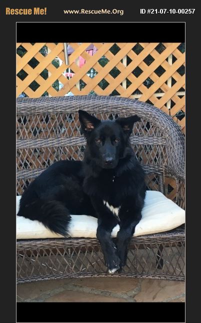 ADOPT 21071000257 ~ Belgian Sheepdog Rescue ~ Garden Grove, CA