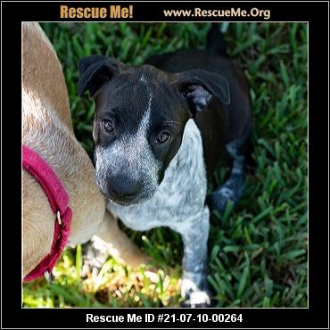 - Florida Dog Rescue - ADOPTIONS - Rescue Me!