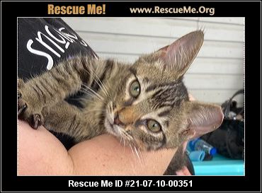 - Florida Cat Rescue - ADOPTIONS - Rescue Me!