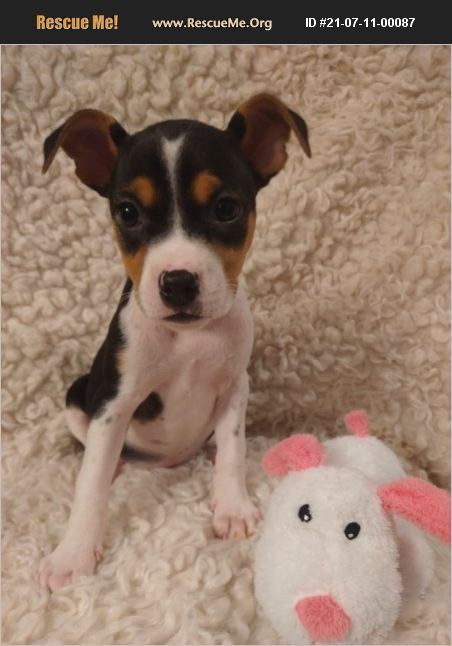 ADOPT 21071100087 ~ Rat Terrier Rescue ~ Newark, DE