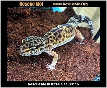 - Washington Reptile/Amphibian Rescue - ADOPTIONS - Rescue Me!