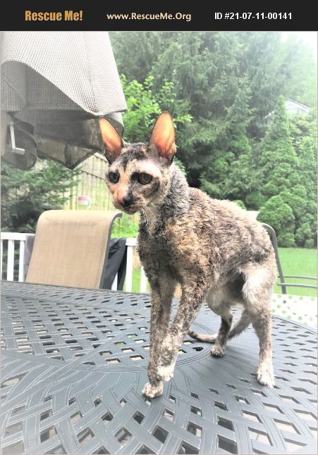 ADOPT 21071100141 ~ Cornish Rex Rescue ~ Highlands, NJ