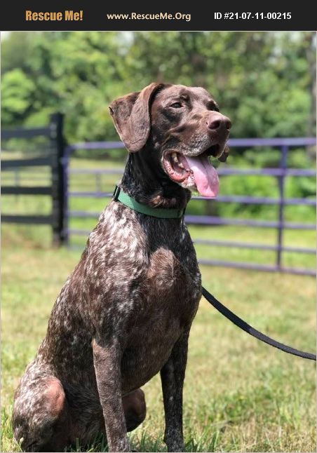 ADOPT 21071100215 ~ German Shorthaired Pointer Rescue ~ Shipman, VA