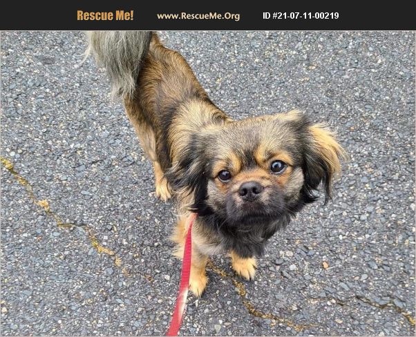 ADOPT 21071100219 ~ Pekingese Rescue ~ Yorktown, VA