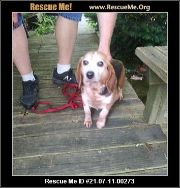 - Illinois Beagle Rescue - ADOPTIONS - Rescue Me!