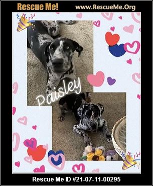 - Texas Great Dane Rescue - ADOPTIONS - Rescue Me!