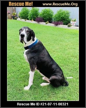 - Texas Great Dane Rescue - ADOPTIONS - Rescue Me!
