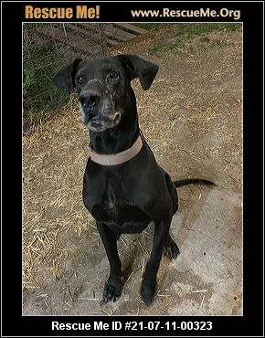 - Texas Great Dane Rescue - ADOPTIONS - Rescue Me!