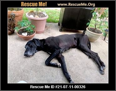 - Texas Great Dane Rescue - ADOPTIONS - Rescue Me!