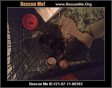 - Georgia Rabbit Rescue - ADOPTIONS - Rescue Me!