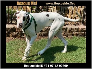 - Texas Great Dane Rescue - ADOPTIONS - Rescue Me!