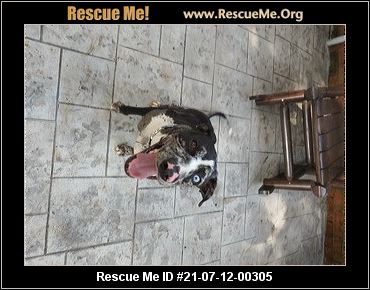 - Texas Catahoula Rescue - ADOPTIONS - Rescue Me!