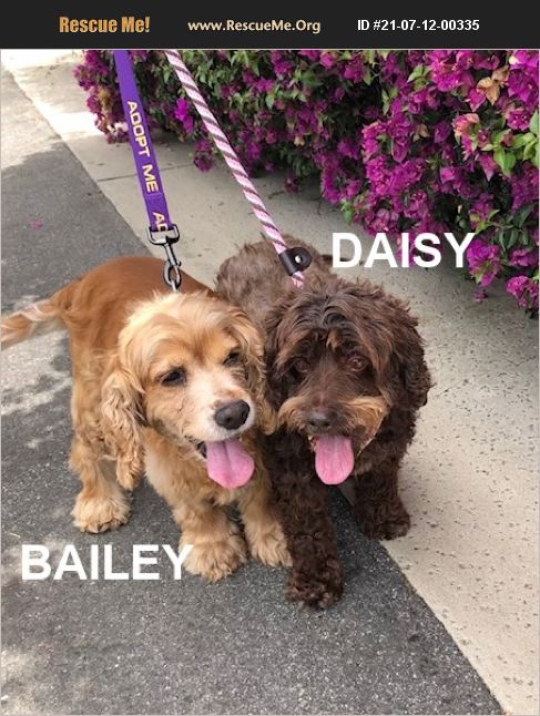 ADOPT 21071200335 ~ Cockapoo Rescue ~ Mission Viejo, CA