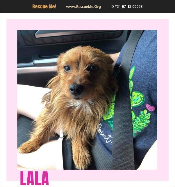 ADOPT 21071300038 ~ Yorkie Rescue ~ Dallas, TX