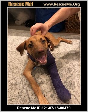 - California Rhodesian Ridgeback Rescue - ADOPTIONS - Rescue Me!