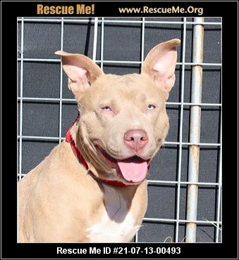 - Texas Pit Bull Rescue - ADOPTIONS - Rescue Me!
