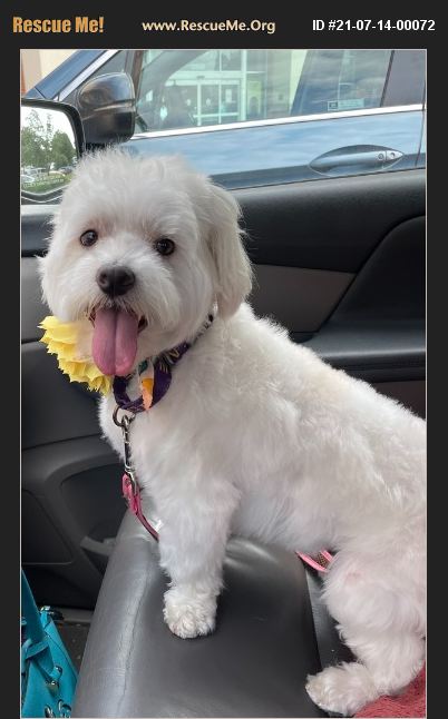 ADOPT 21071400072 ~ Maltese Rescue ~ Youngsville, NC