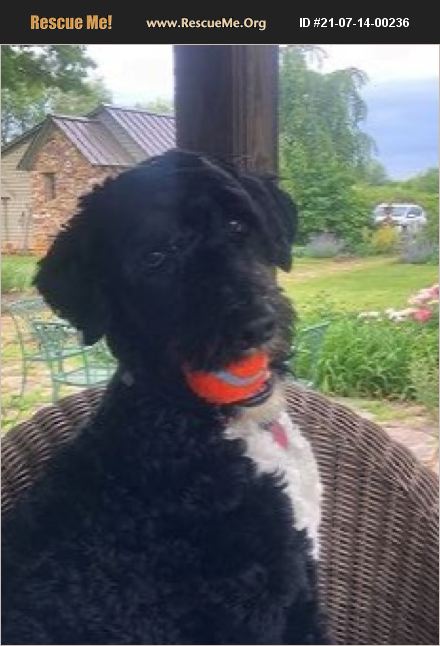 ADOPT 21071400236 ~ Portuguese Water Dog Rescue ~ Staunton, VA