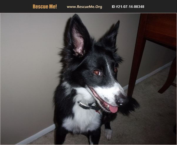 ADOPT 21071400348 ~ Border Collie Rescue ~ sarasota, FL