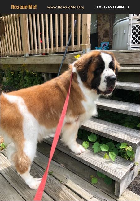 ADOPT 21071400453 ~ Saint Bernard Rescue ~ Springport, IN